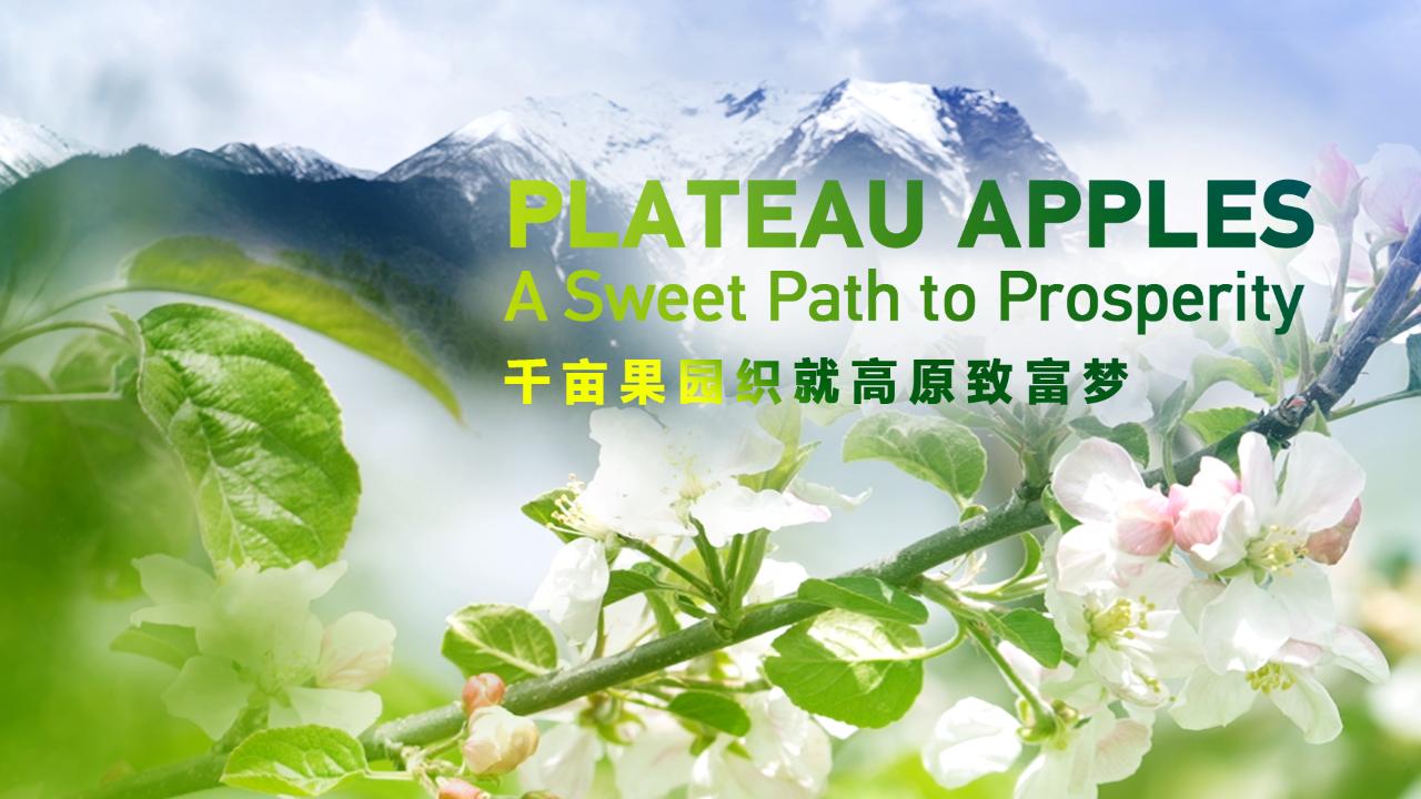 Plateau apples: A sweet path to prosperity - CGTN
