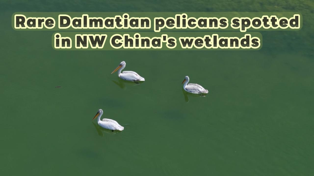 Rare Dalmatian pelicans spotted as migratory birds breed in NW China's ...