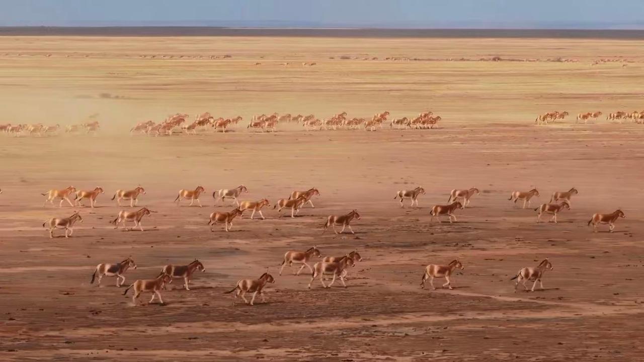 Gurbantunggut Desert: Not conquering, but making room for life - CGTN