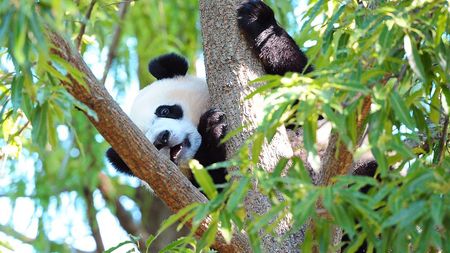 U.S.-born Panda Bei Bei returns to China - CGTN