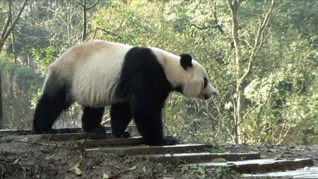 U.S.-born panda Bei Bei settles down at new home in Sichuan - CGTN