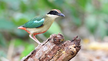 Resident rescues 'eight-colored bird' in S China - CGTN