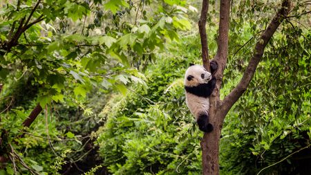 Wild giant pandas spotted in SW China - CGTN