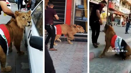 Iraqi protester 'unleashes' lion to scare off police dogs - CGTN