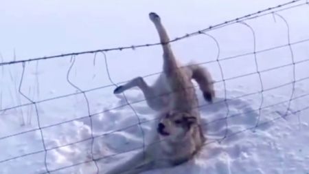 Film crew in China frees wolf trapped in barbed wire - CGTN
