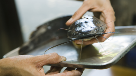 Chinese catfish producer optimistic despite American tariffs - CGTN