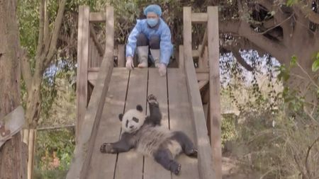 Panda video cheers on coronavirus patients at Wuhan hospital - CGTN