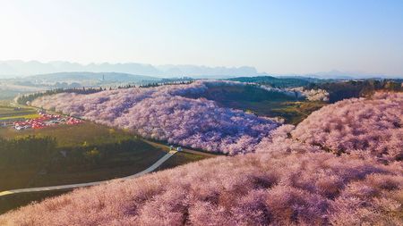 Colorful flowers in full bloom as spring arrives early in China - CGTN