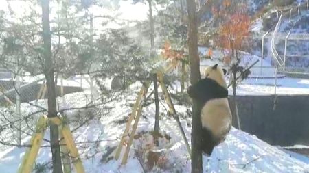 Caretakers help pandas endure first winter in north China - CGTN