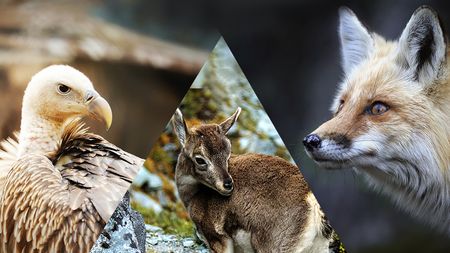 Rare footage shows wild animals fighting for food - CGTN