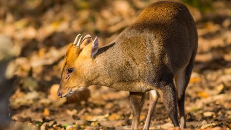 'Vampire deer' caught on camera in SW China - CGTN