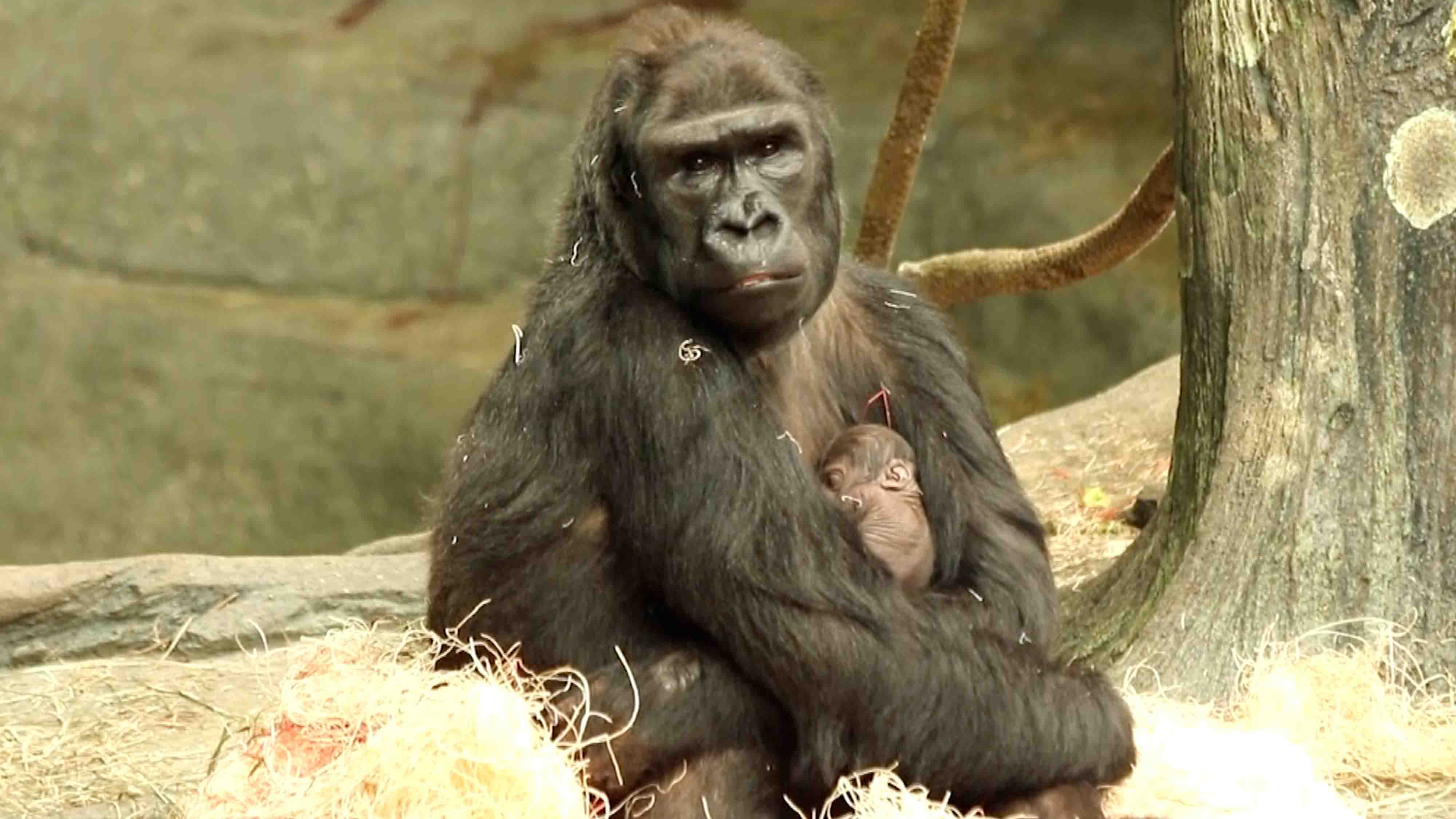 A critically endangered western lowland gorilla born on June 1 at Brookfield Zoo has been named ...