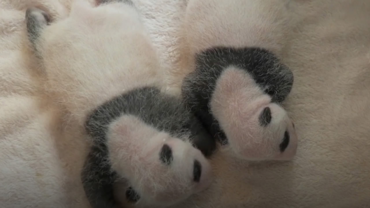 On April 24, the first giant panda twins of the year were born in ...