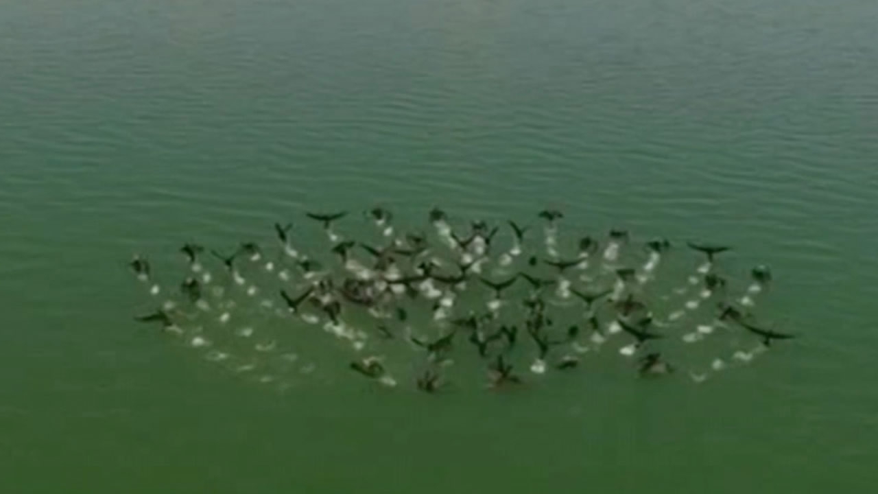 Massive bird migration takes flight over northwest China lake - CGTN