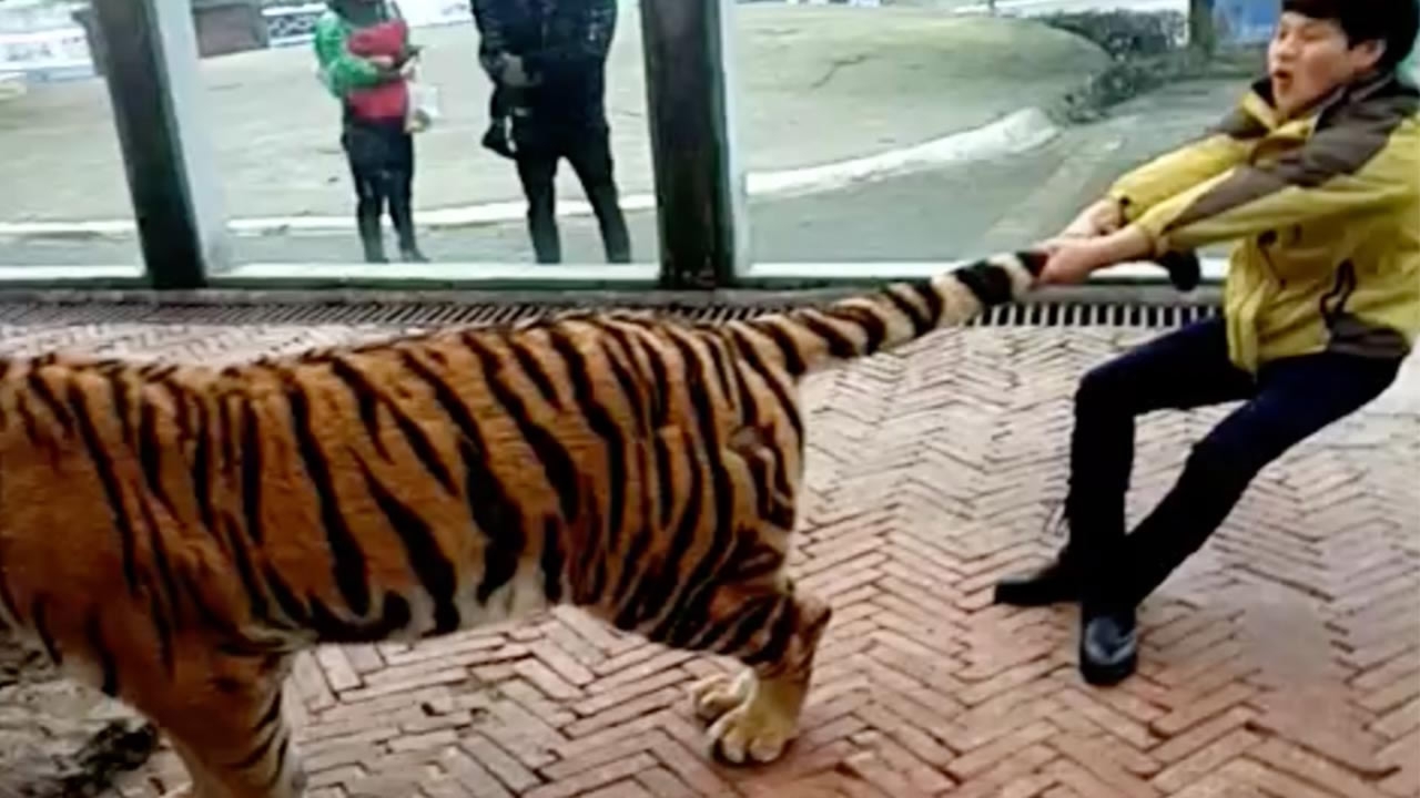 Public roar over man tugging tigers by the tail in SW China - CGTN