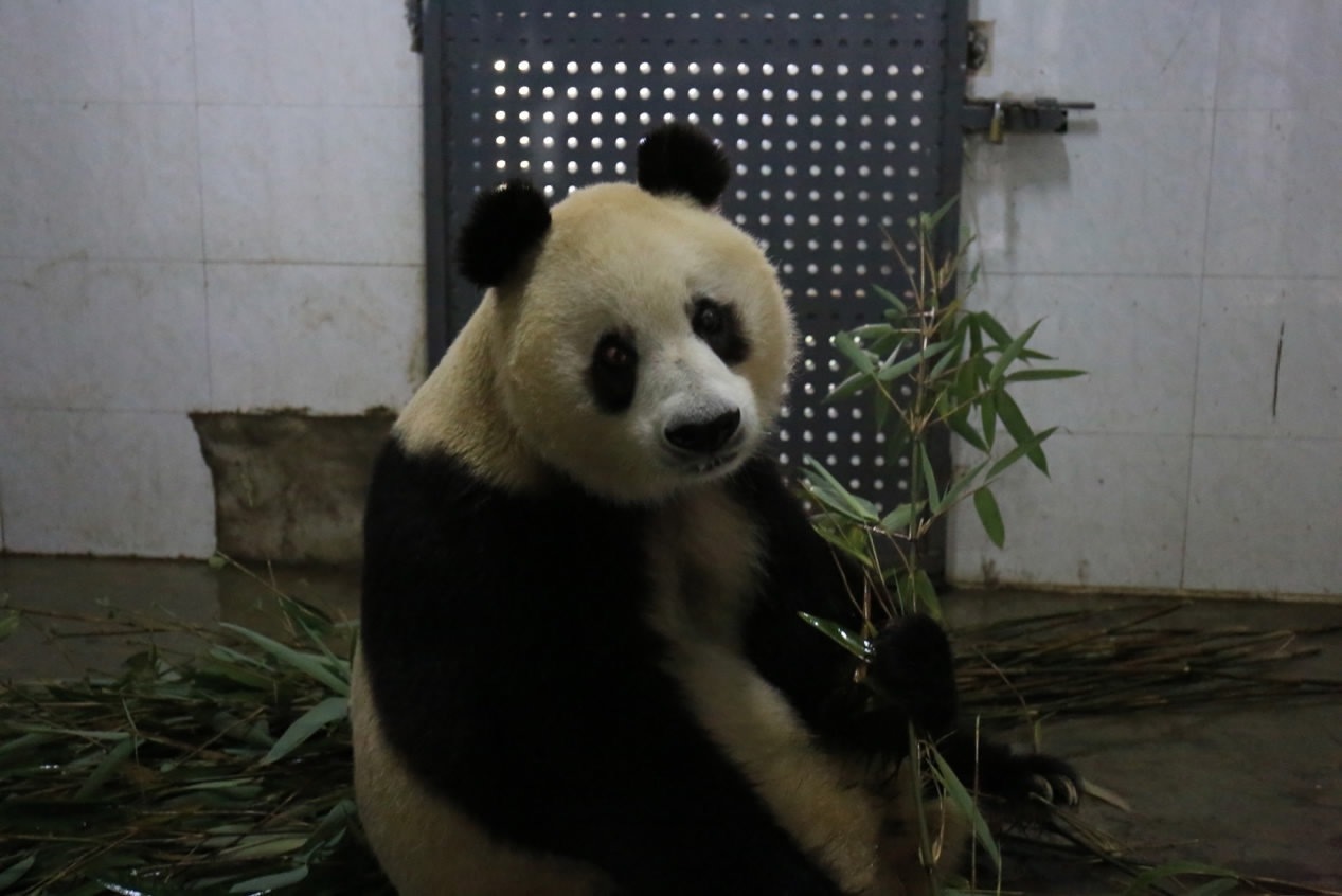 Giant panda Su Su passes away at 34 - CGTN