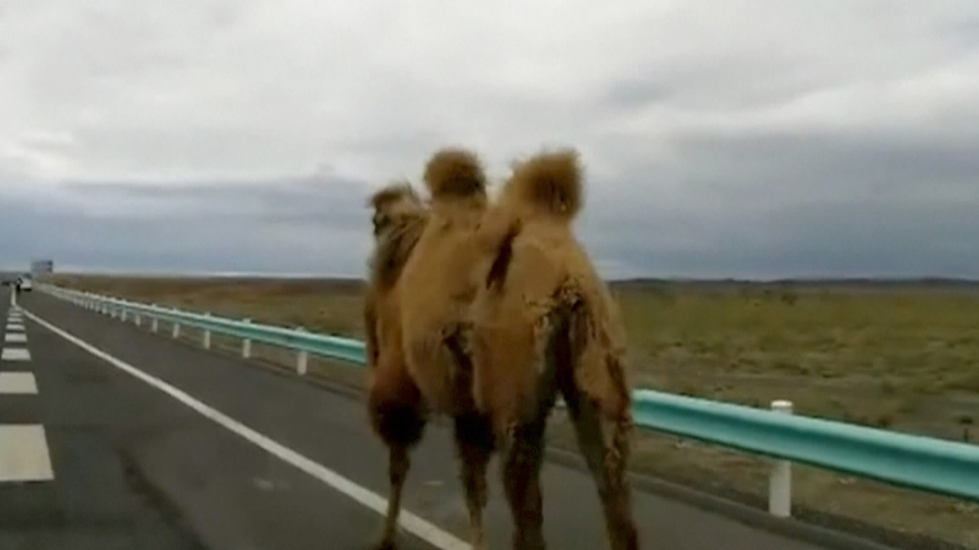 Life in the fast lane as camels take highway stroll in Xinjiang - CGTN