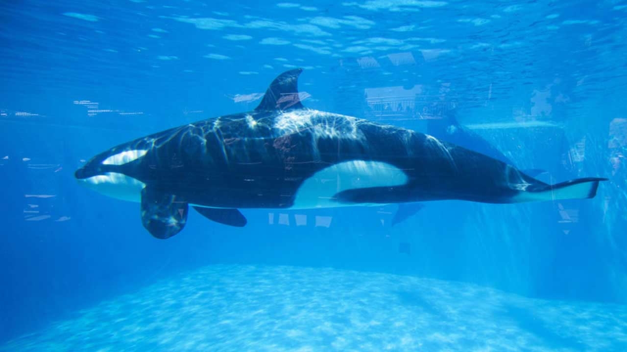 SeaWorld has announced the birth of the last orca in San Antonio, Texas ...