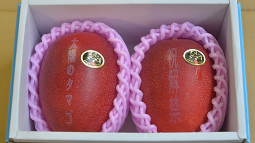 Two red Japanese mangoes sell for $3,600 - CGTN