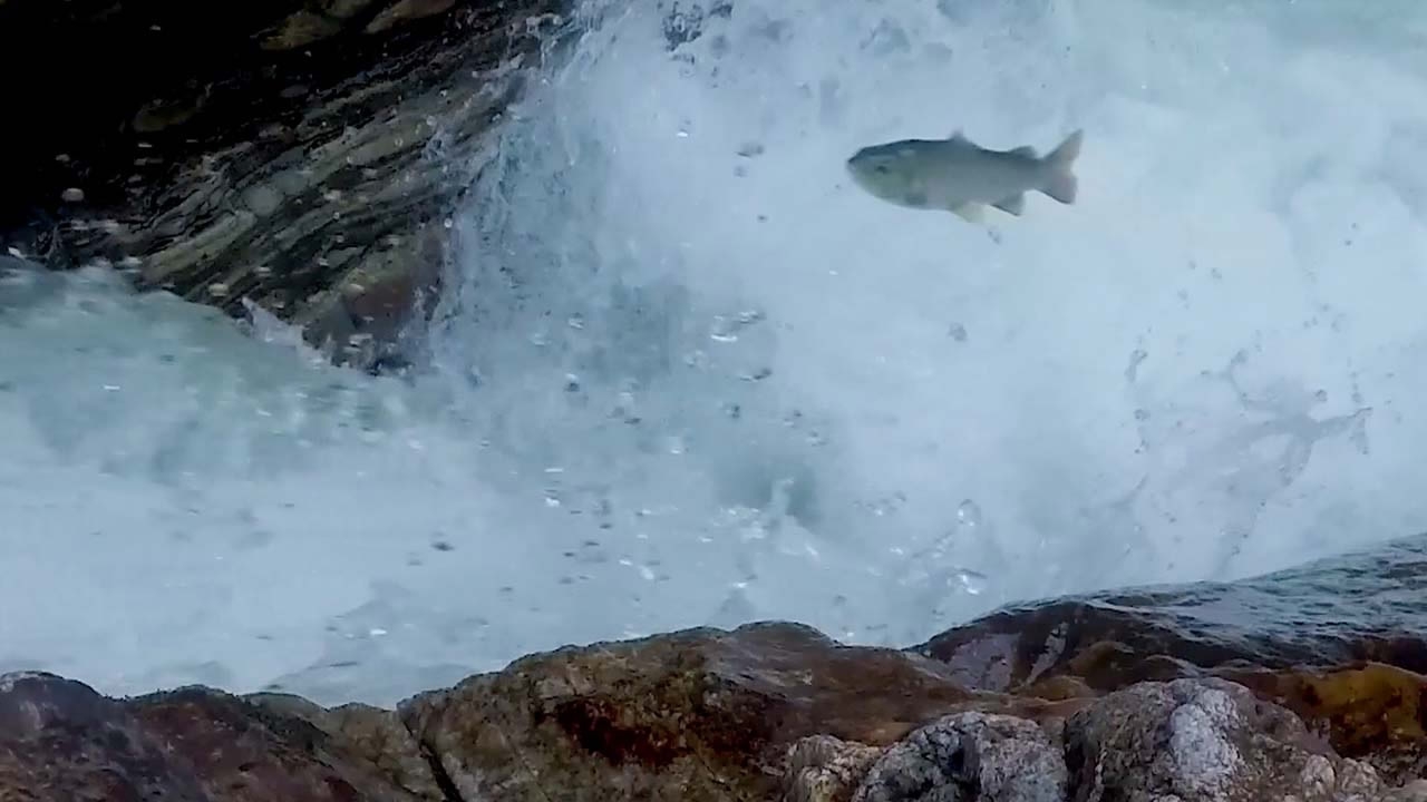 Hundreds of thin-scaled fish were recently seen leaping upstream in the ...