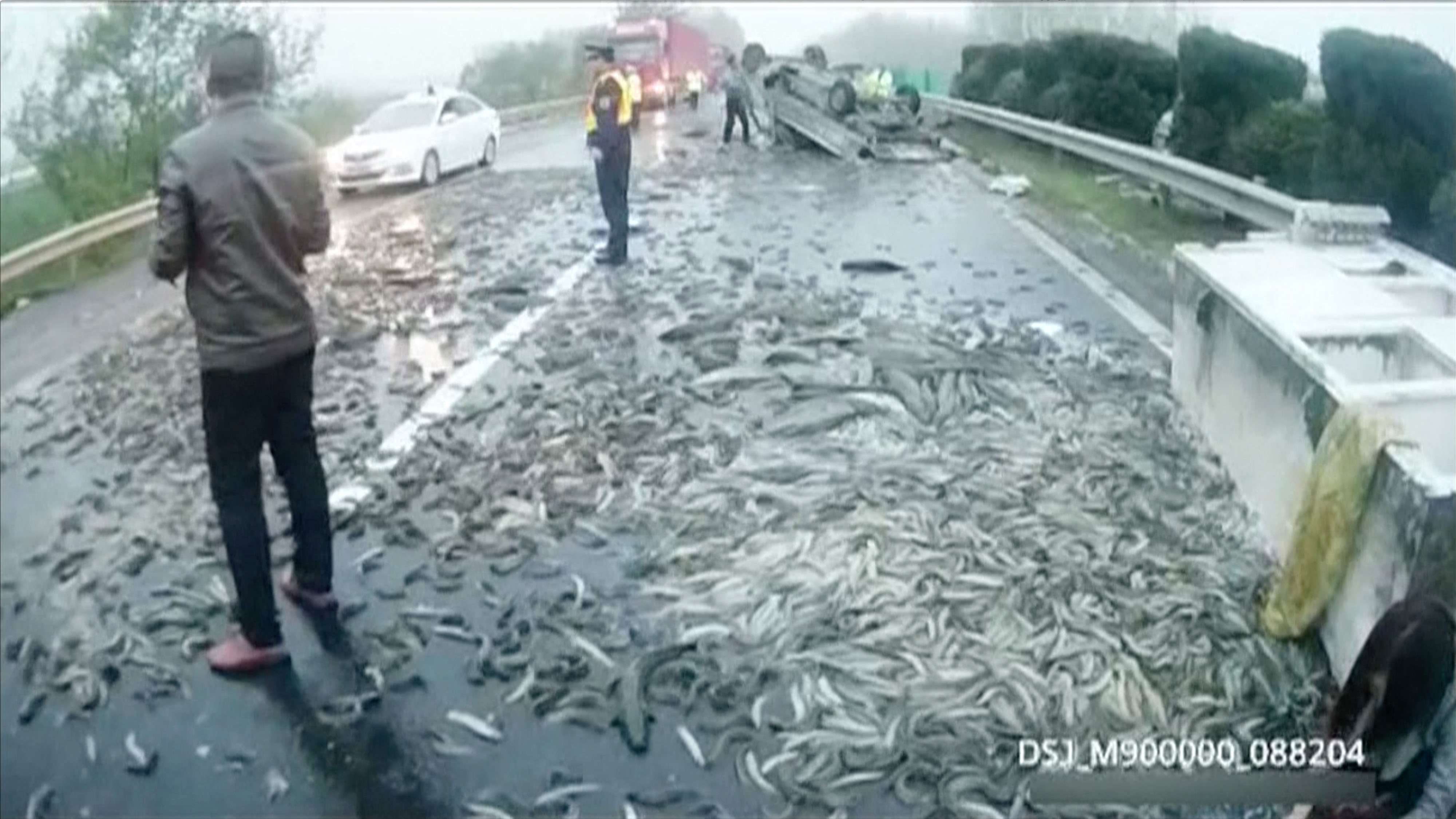Over 1.5 tons of fish scattered on highway in east China - CGTN