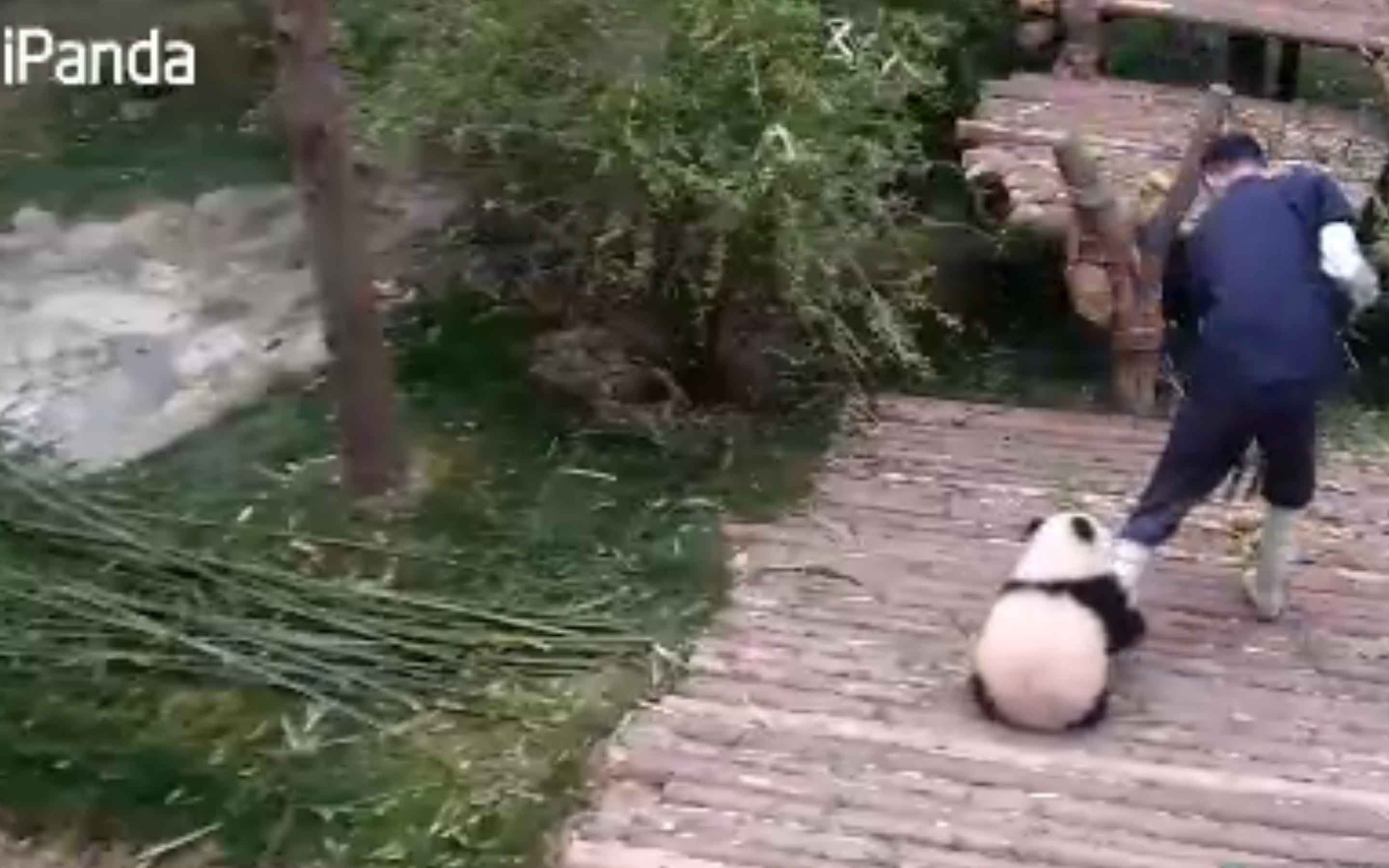 Cuddly and clingy: panda cub refuses to let go of caretaker's leg - CGTN