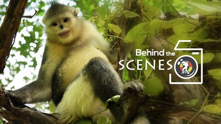Snub-nosed monkeys send farewell gift to film crew - CGTN