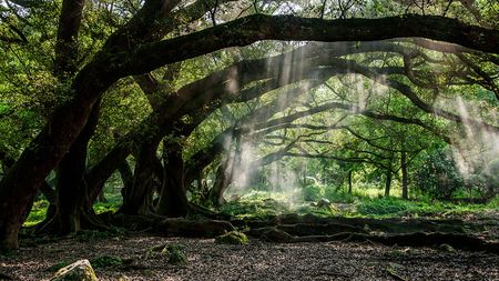 China's forests expanding, with world's largest area of planted trees ...