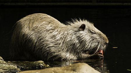 Beaver family goes for night snack on ice - CGTN