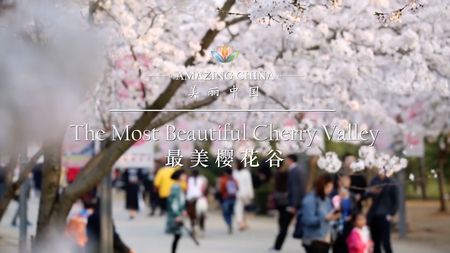 The Most Beautiful Cherry Valley: Yuantouzhu Island - CGTN
