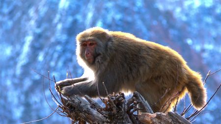 Bird's eye view of southeastern Tibet: Old World monkey on plateau - CGTN