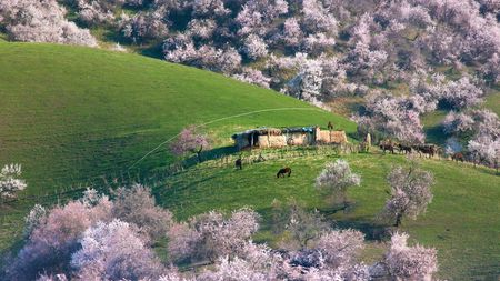 Ancient wild apricot forest in Xinjiang welcomes flowering season - CGTN