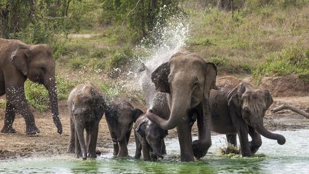 Wild Asian elephants head back to rainforest after visiting cropland - CGTN