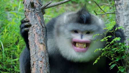 CGTN Nature: Three Parallel Rivers Series | Ep. 11: Punky Monkey - CGTN