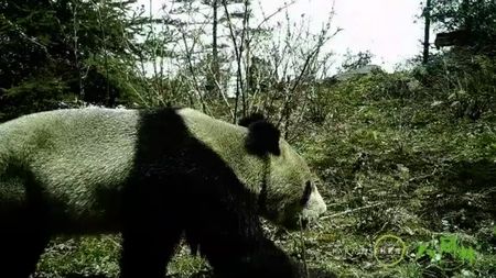 'National treasure' animals spotted in SW China - CGTN