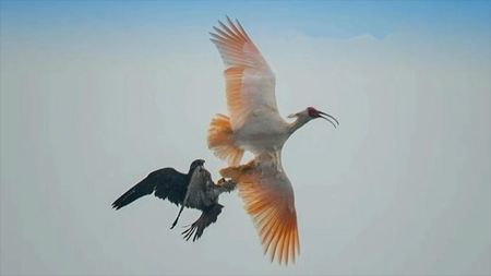 Two 'protected birds' locked in an air combat - CGTN