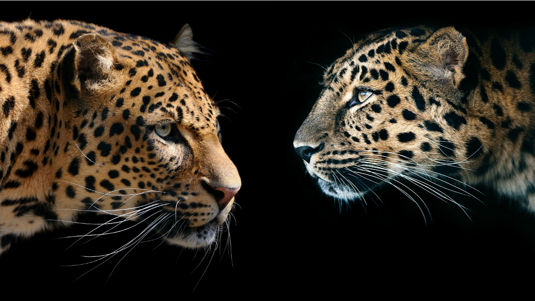 Can You Tell The Difference Between A Leopard And A Cheetah CGTN
