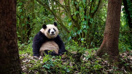 Camera captures wild giant pandas scent-marking - CGTN