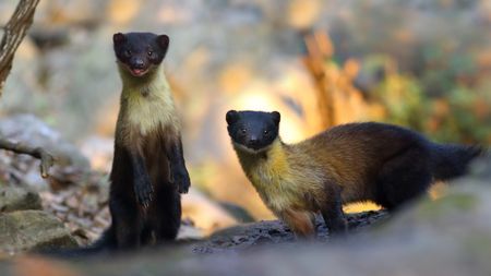 What is a 'honey dog'? - CGTN