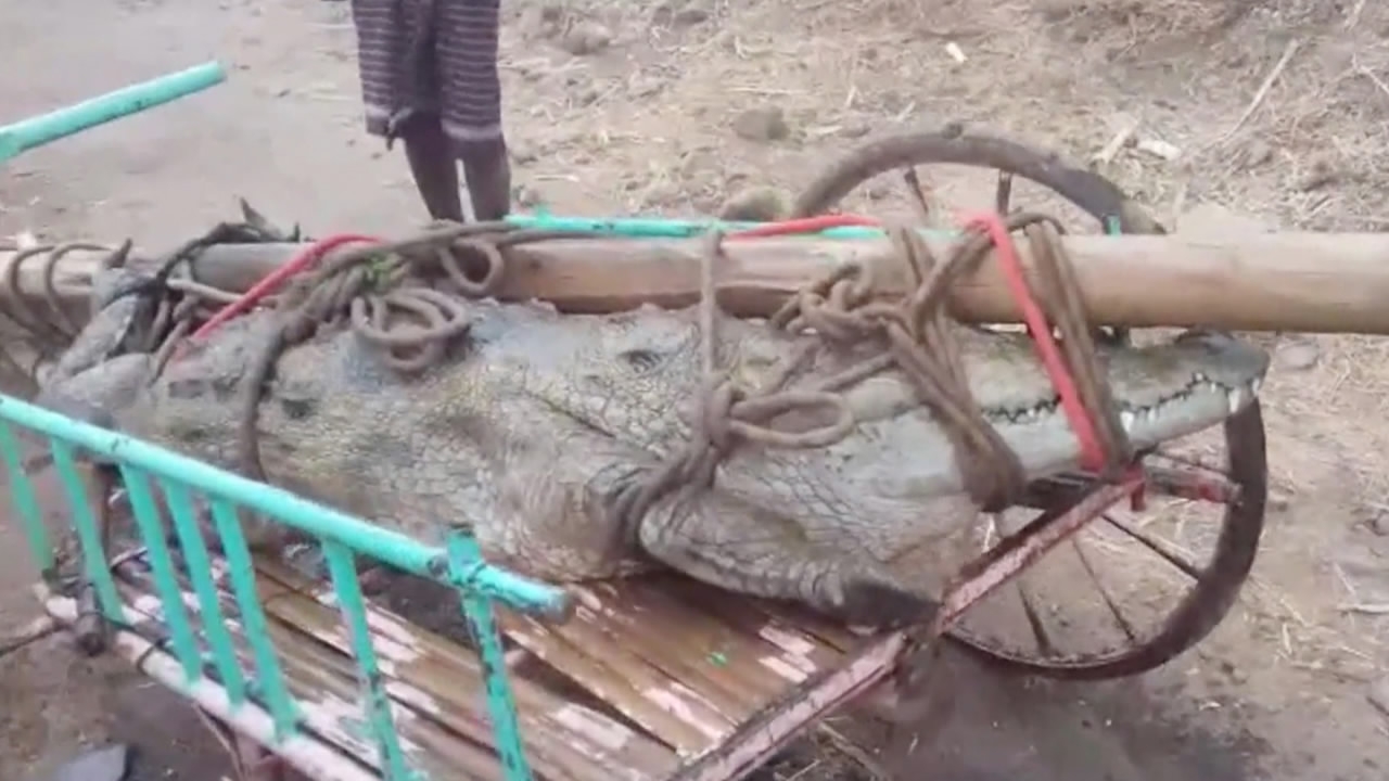 Indian villagers captured and bound a massive crocodile after it ...