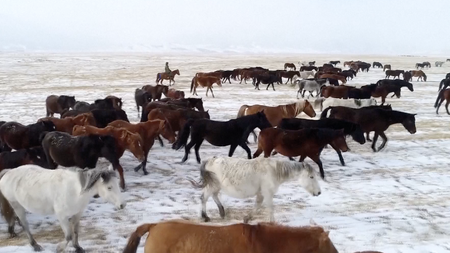 Snow blankets age-old horse ranch - CGTN