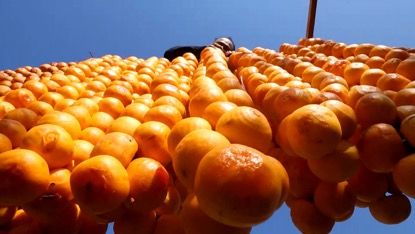 See how dried persimmons are made in N. China - CGTN