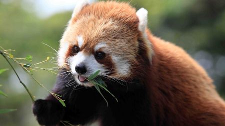 Happy wildlife means better ecosystem - CGTN