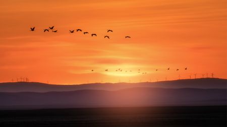 Large flocks of migrating bird arrive at the reserve in N China - CGTN