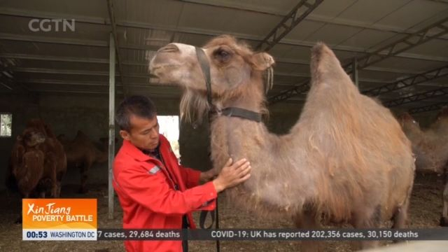 Fighting Poverty In Xinjiang: Animal husbandry helping to drive up ...