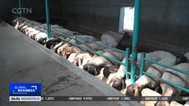 Western China Road Trip: Kashgar's cash cow: The Dolan sheep - CGTN