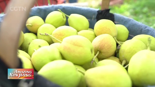 Western China Road Trip: A taste of the famous Korla pear - CGTN