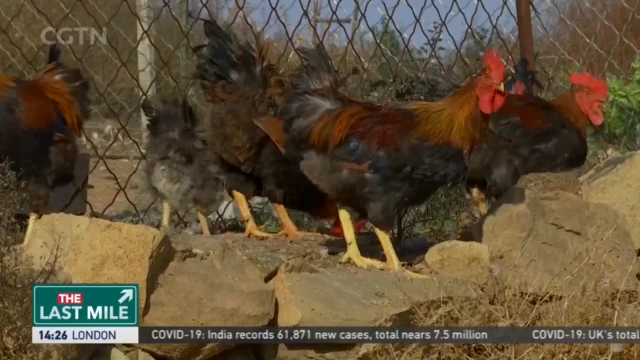 Poverty Eradication in China: Free-range chickens helps villagers out ...