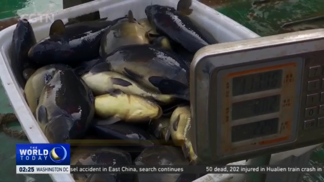 Green Fish Farming: Fishermen in NE China protecting Yalu's water ...