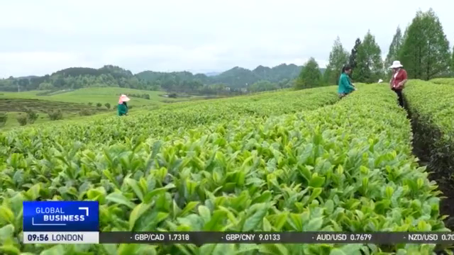 Sea of Tea: Guizhou promotes rural revitalization through tea growing ...